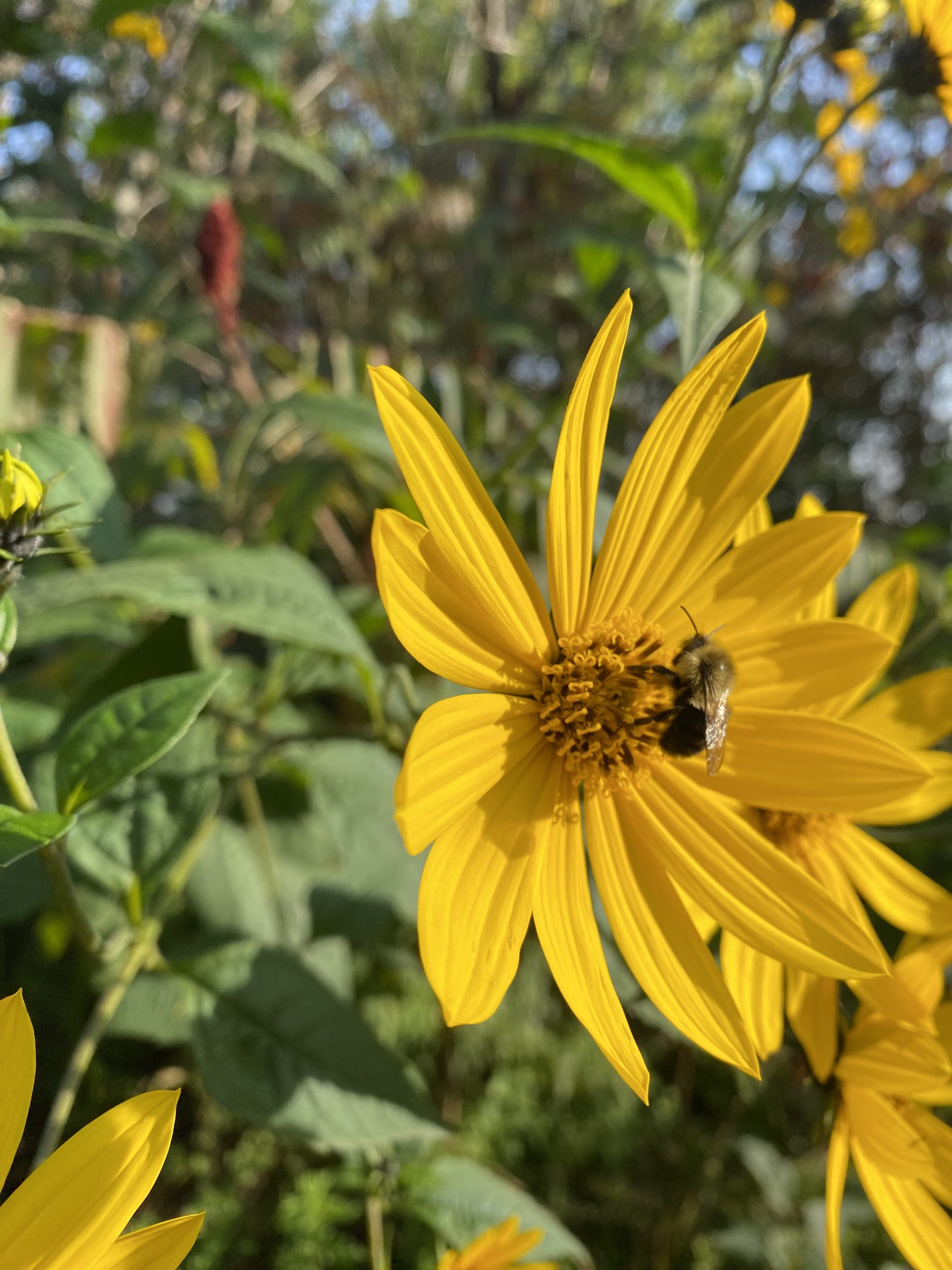 Bee-Friendly Landscaping - IslandEarth Landscape Services LTD