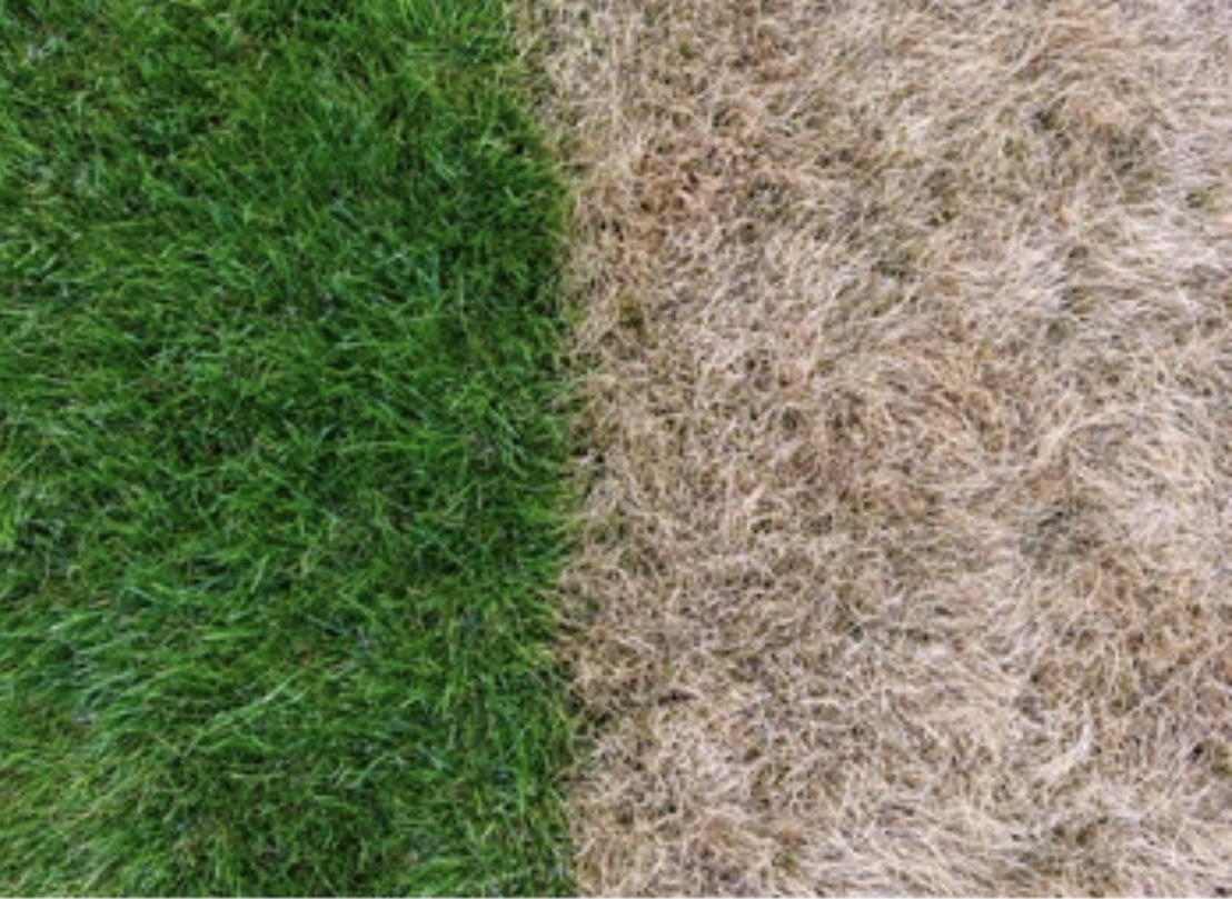 Reviving Dead Grass on Vancouver Island: A Comprehensive Guide ...
